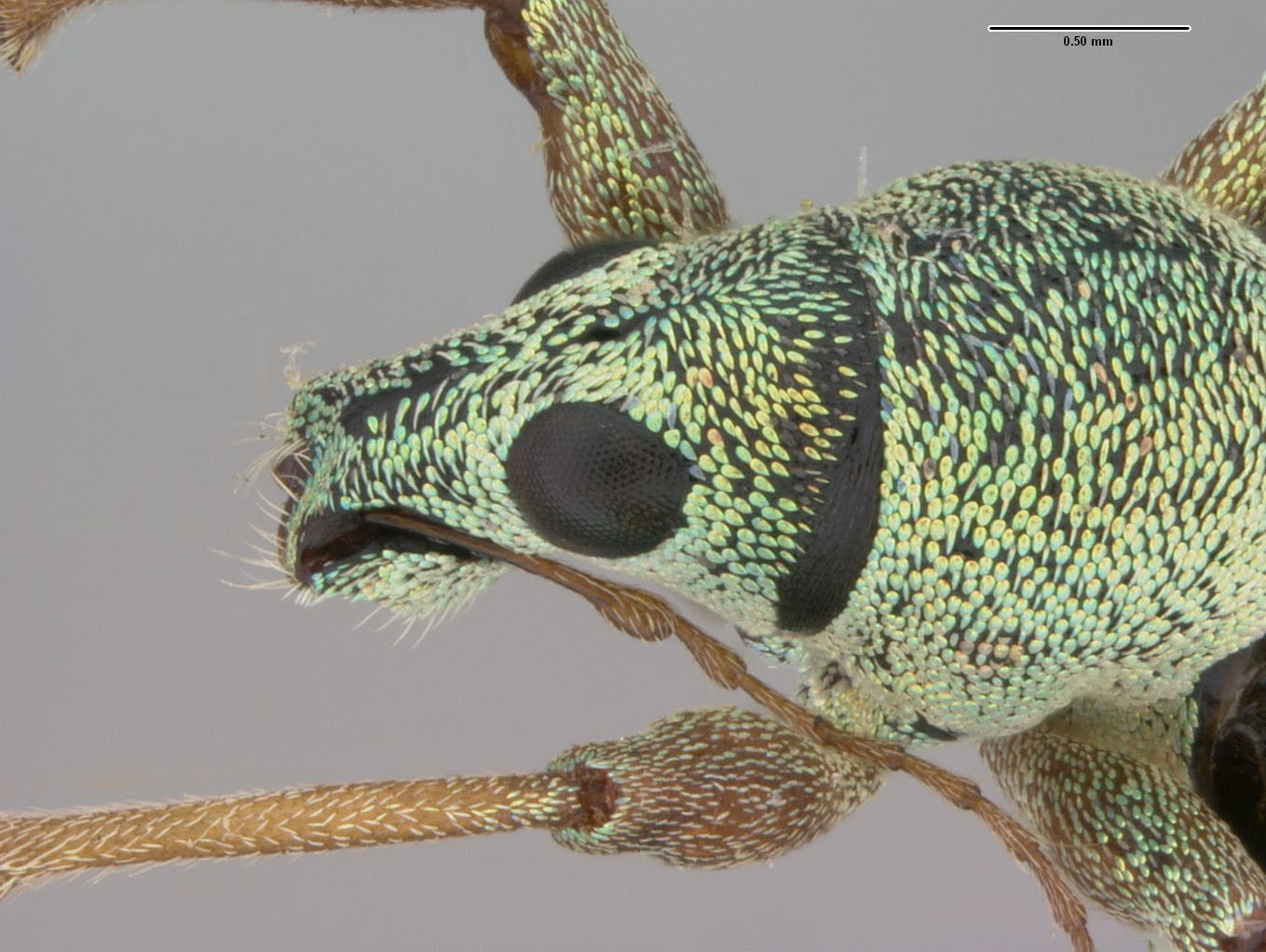 Insect Image of the Week: Phytophagy