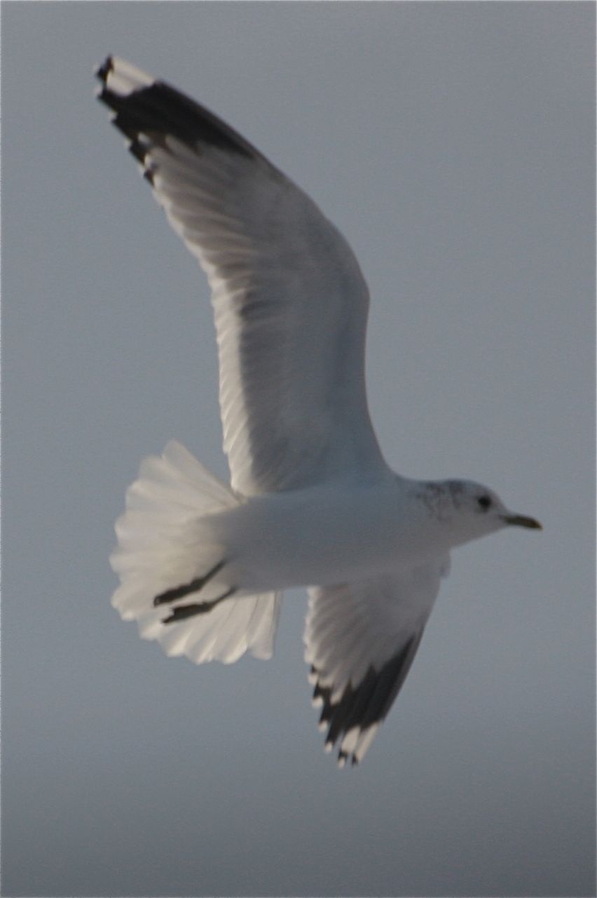 Morgithology: Common Gull variation