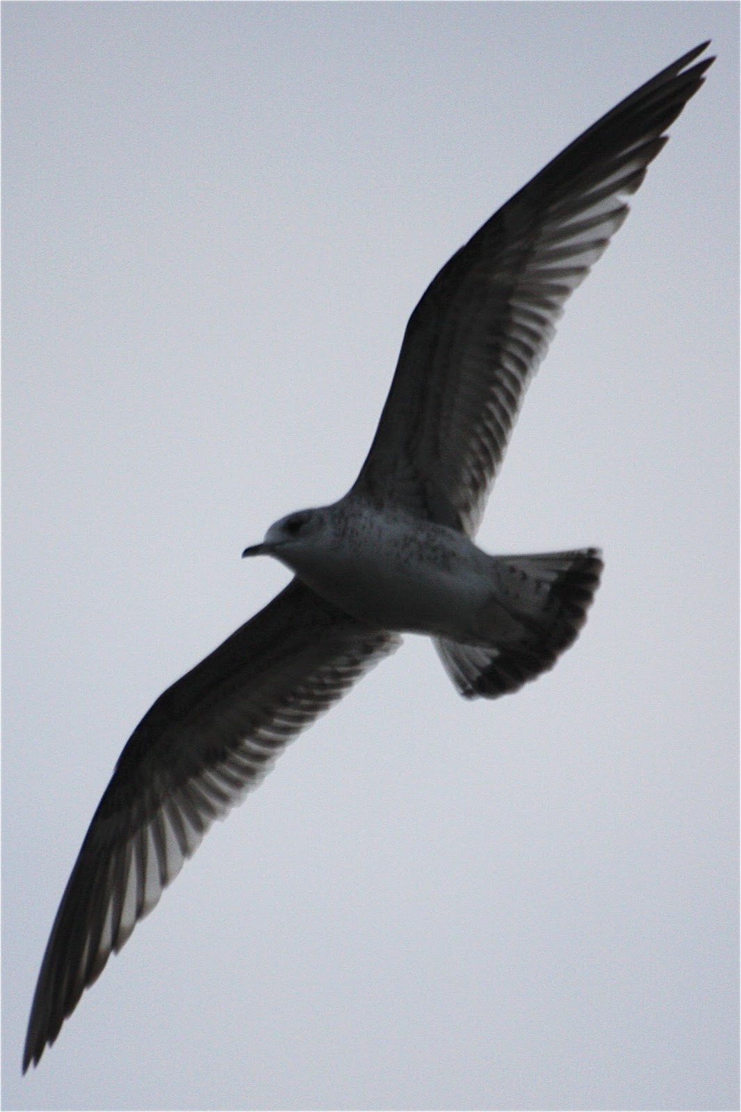 Morgithology: First year Common Gull with barred axillaries
