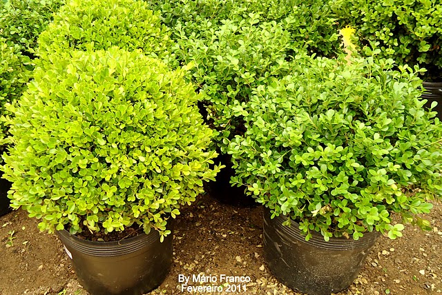 Meu Cantinho Verde: BUXINHO - ( Buxus sempervirens )