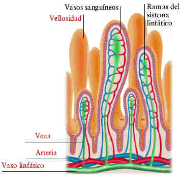 yo: absorcion intestinal y vellosidades intestinales