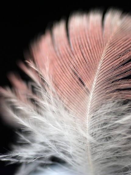 alisaburke: Inspiration: Feathers