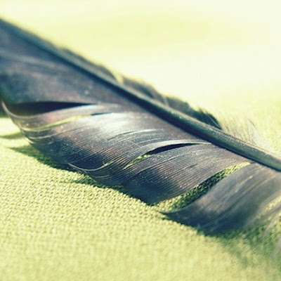 alisaburke: Inspiration: Feathers