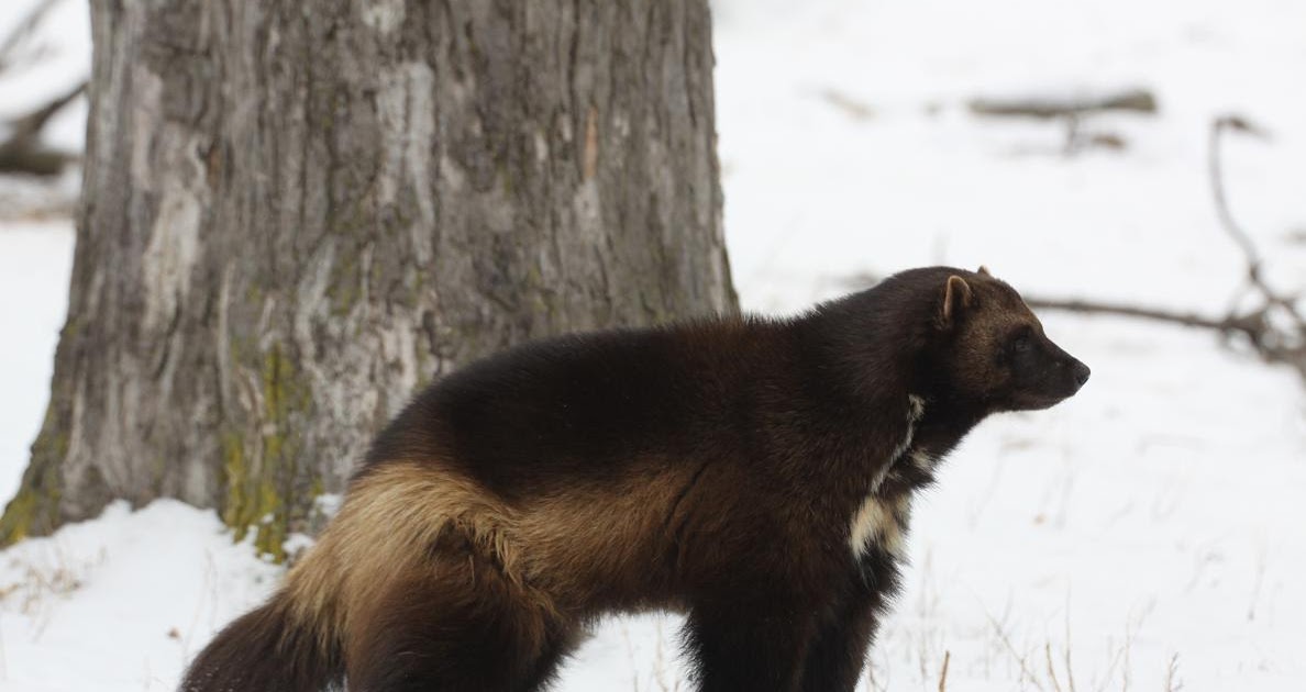 Pax on both houses: First Wolverine Spotted In North Dakota In 150 ...
