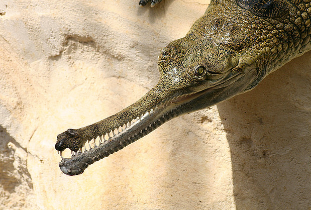 Save the Gavial! | Featured Creature