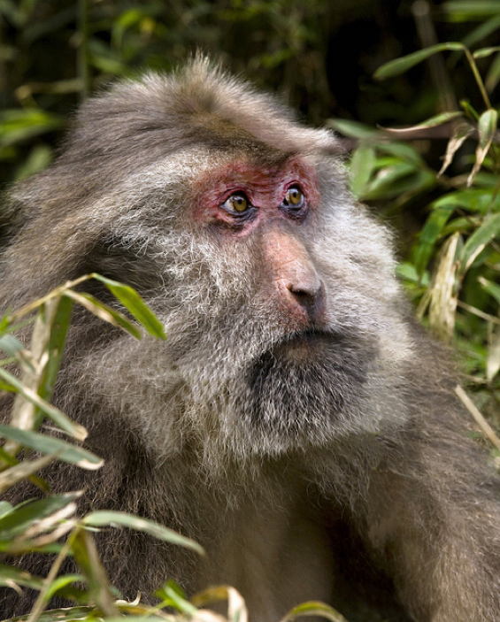 Albus Dumbledore AKA Tibetan Macaque | Featured Creature