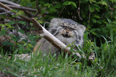 The Many Identities of the Pallas' Cat | Featured Creature