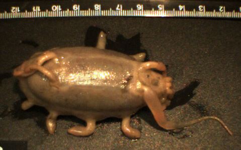 Sea Pigs: Ew. | Featured Creature