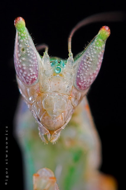 Cool Pictures of Alien Insects - Insect Macro Photography