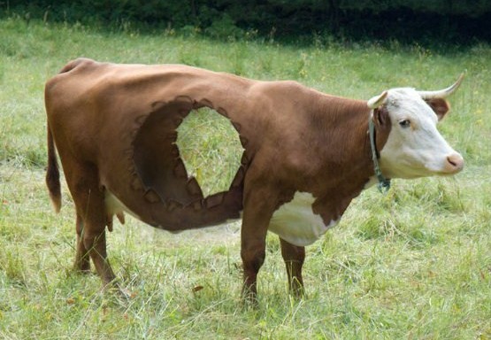 Holier than Cow | Kween's~Kaleidoscope