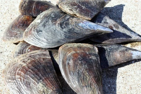 professor fish heads: The magnificent Pen Shell