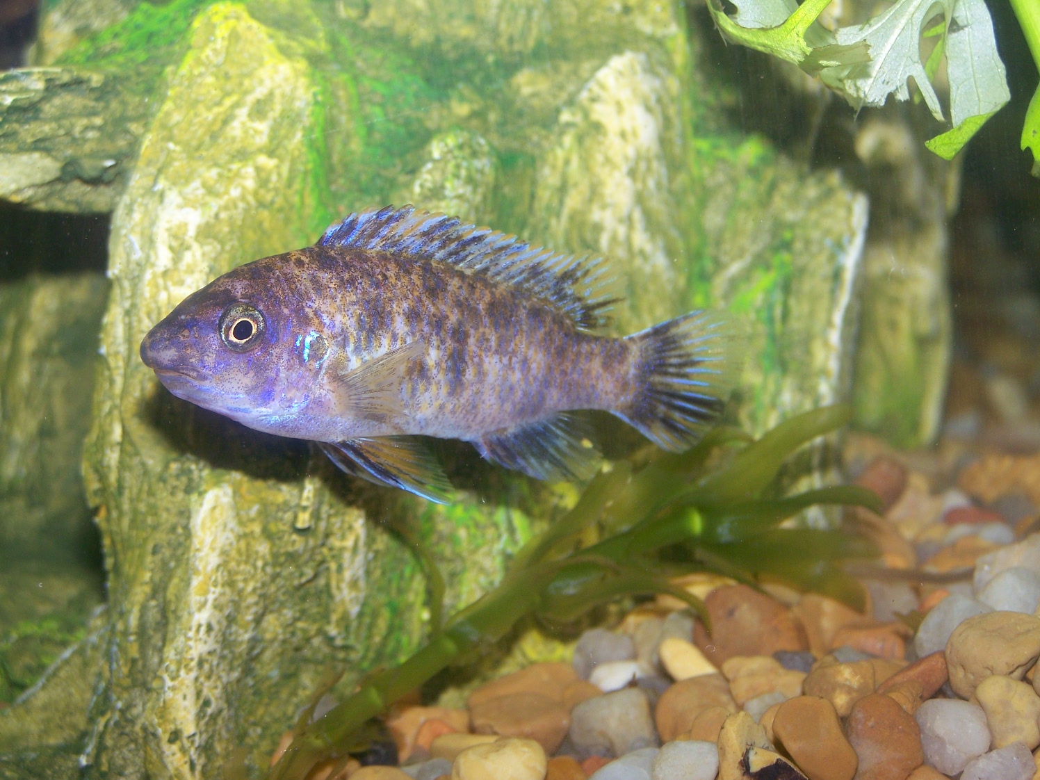 AFRICAN RIFT LAKE CICHLIDS: What are MBUNA?