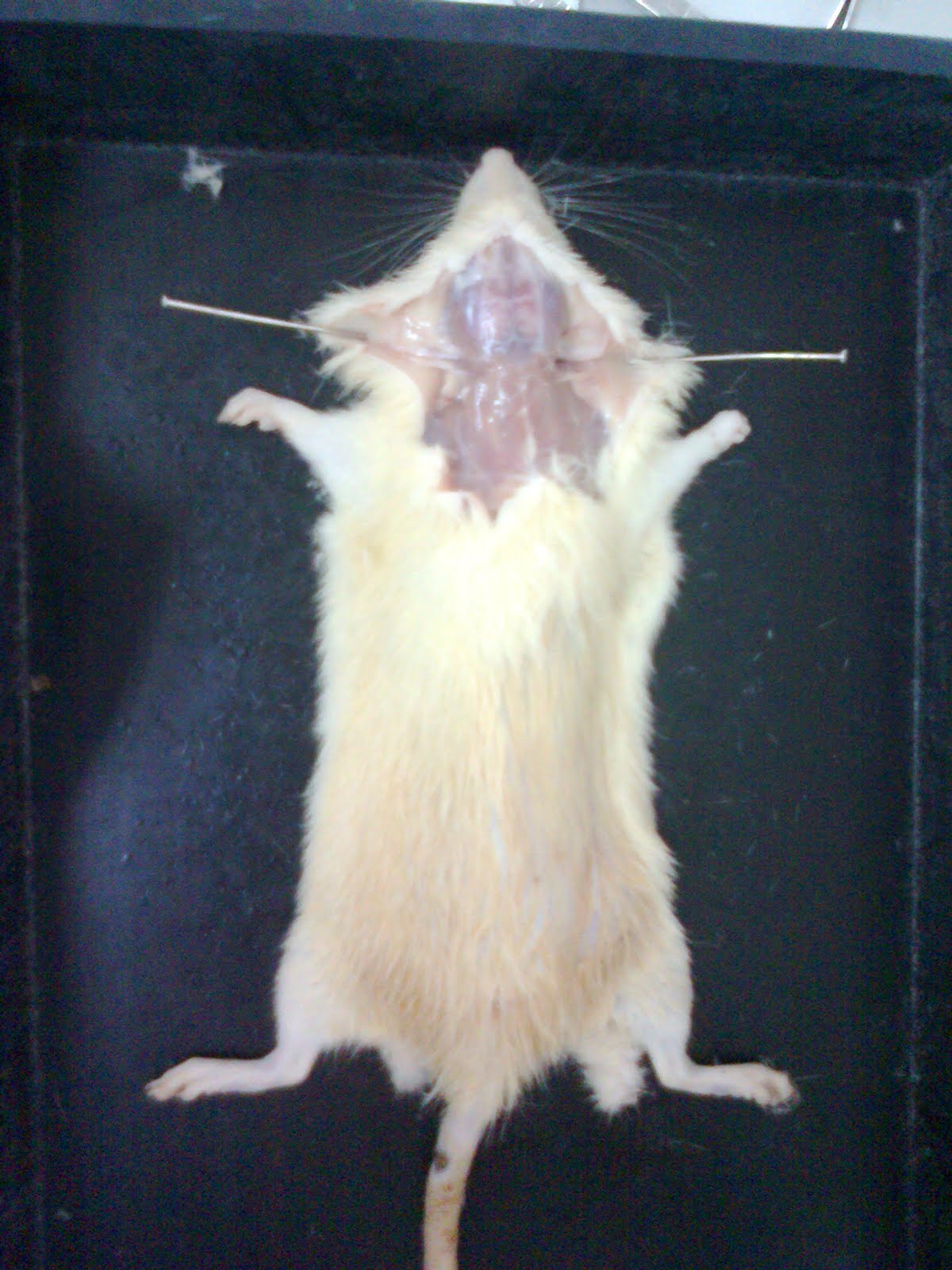 Venice's : Bio Experiment-disecting a rat!
