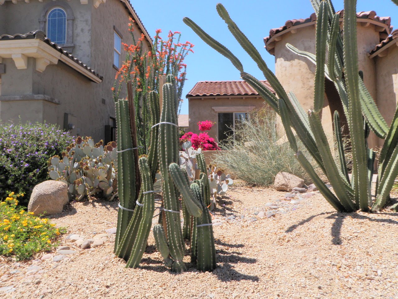 Just JoeP: Mexican Fence Post Cactus Succumbs to Wind