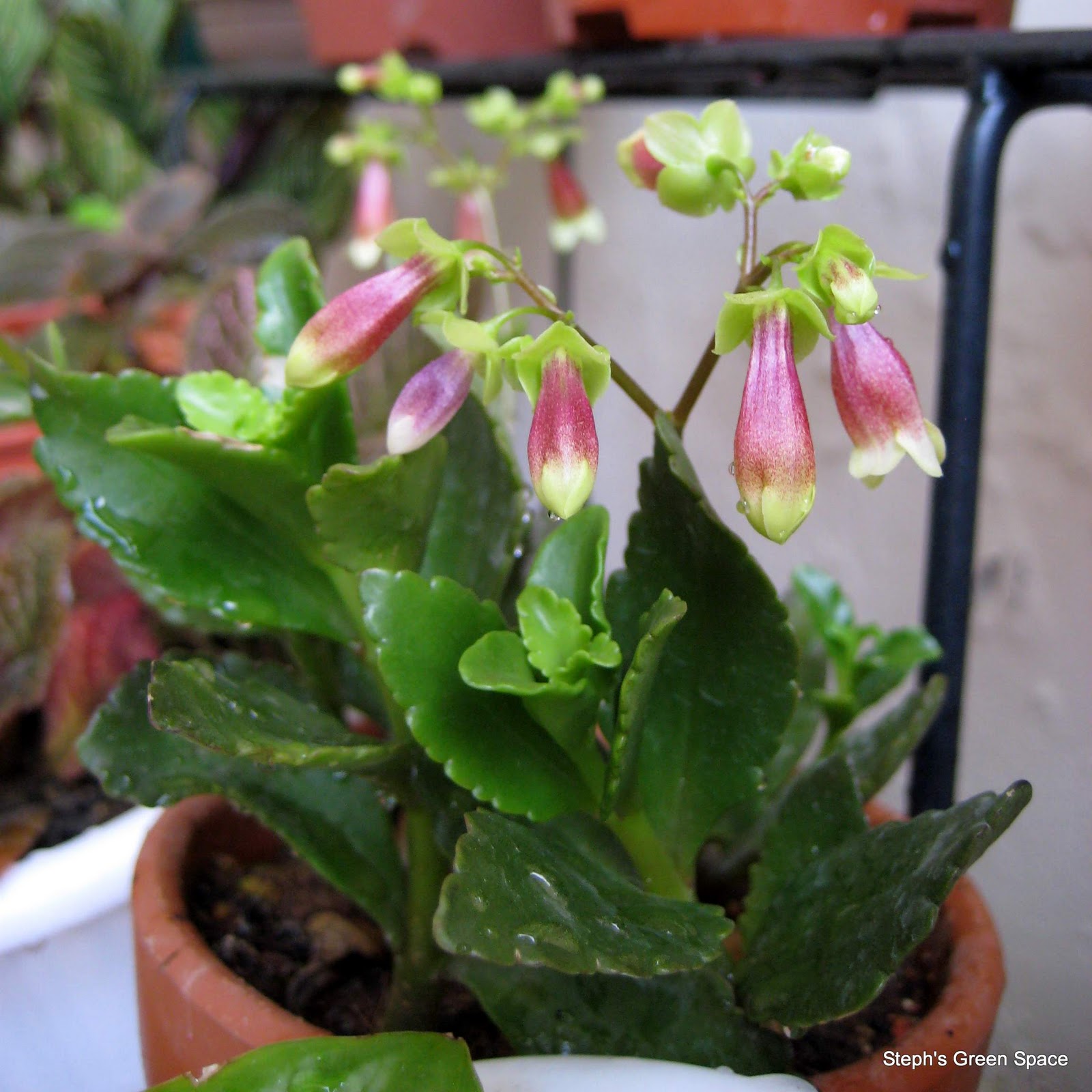 My Kalanchoe plants were always planted in the bright shade.