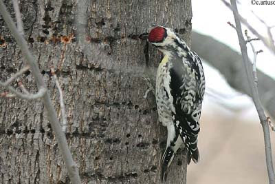 Christian Artuso: Birds, Wildlife: Yellow-bellied Sapsucker nest