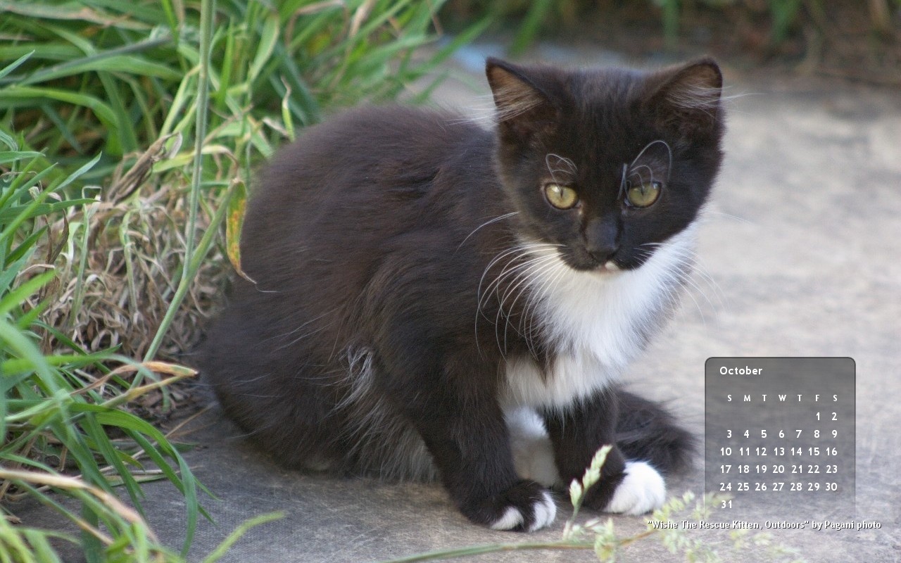 October's Desktop Cat - Wishe