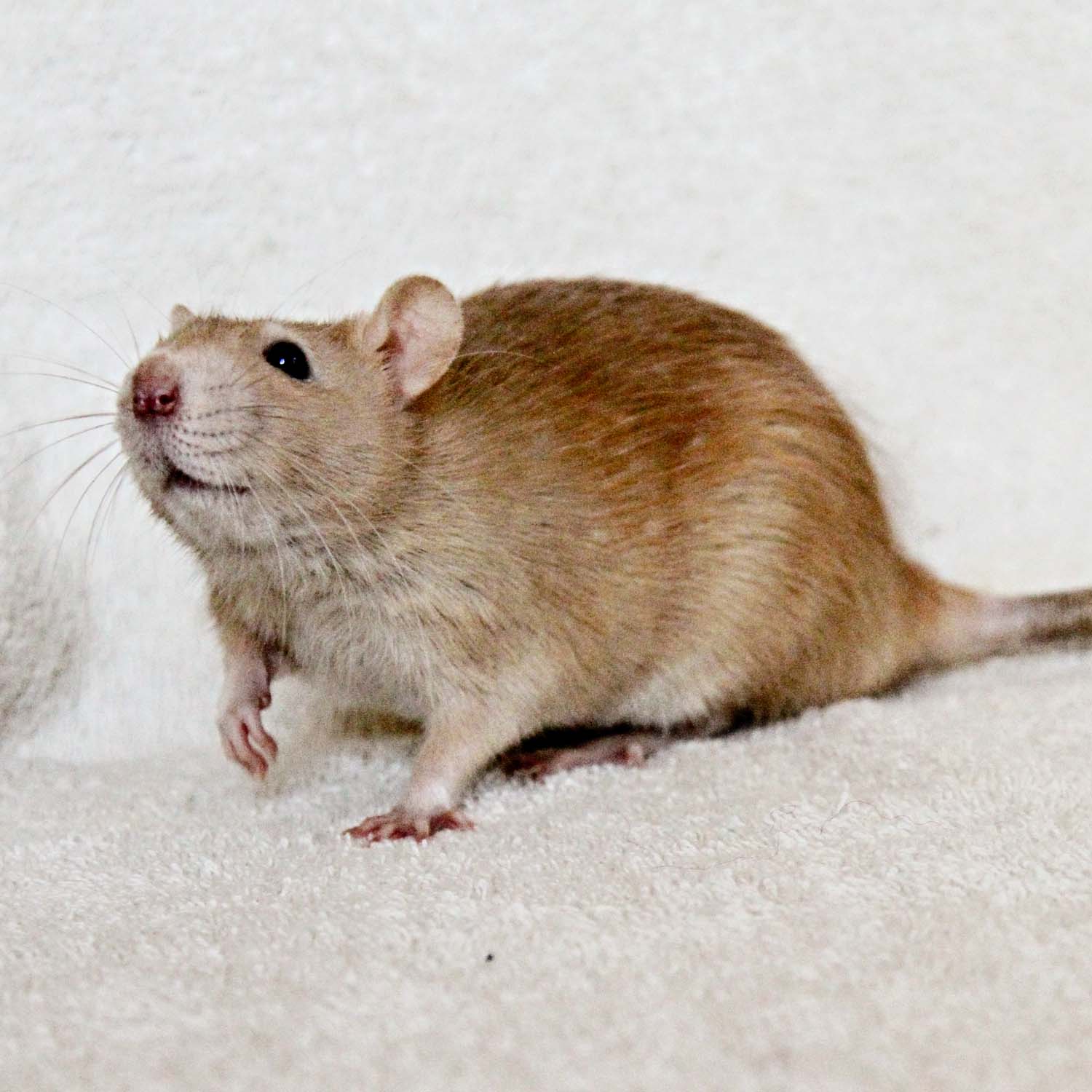 Rats From Mars Fancy Rat Rattery Phoenix Arizona Harley Dumbo Rats