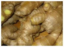 Trees and Herbs (with medicinal value): Luyang Dilaw - Ginger (Zingiber ...