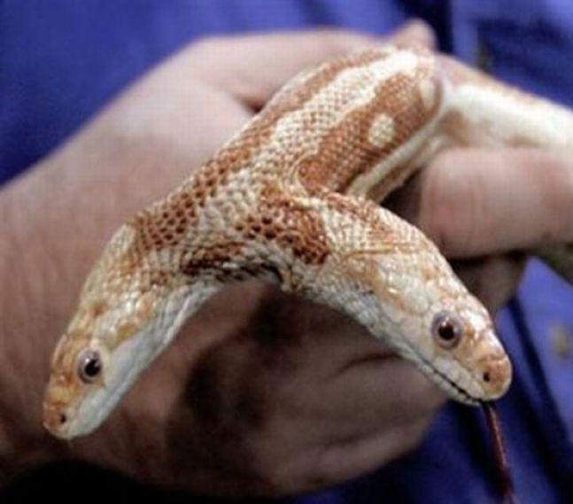 2 Headed SNAKES (Updated):LetzWave.BlogSpot.com