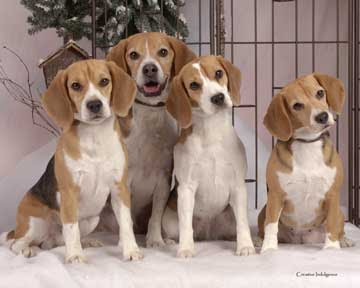 Pet Dogs: Beagles