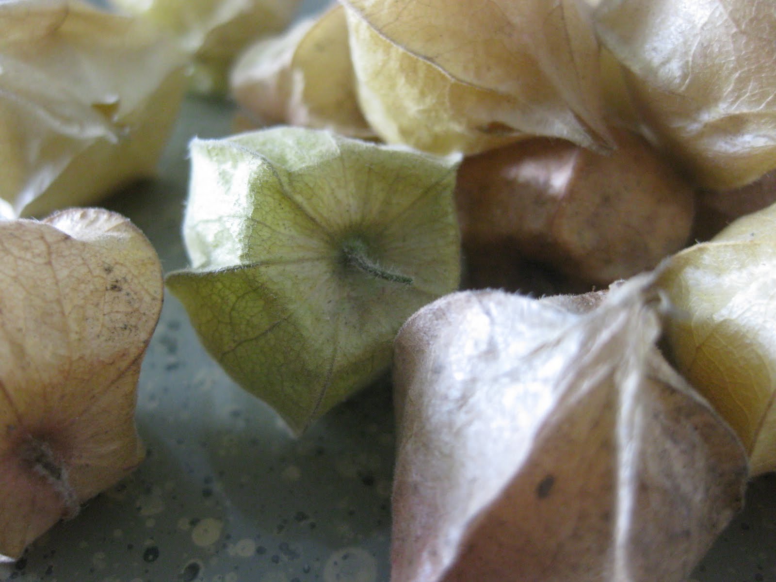 Northeast Locavore: Husk Cherries