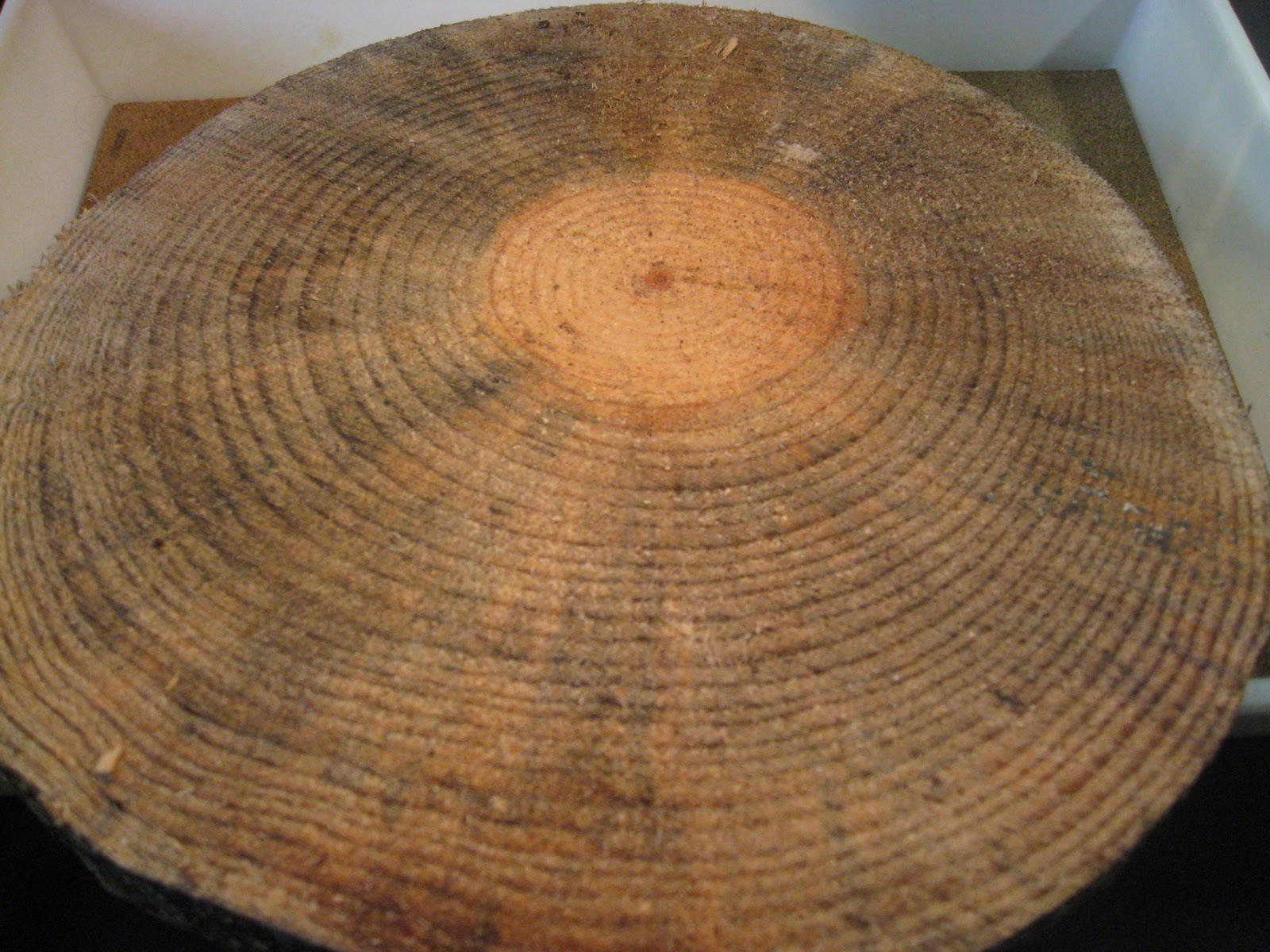 Dendrocronologia ~ notjustrocks