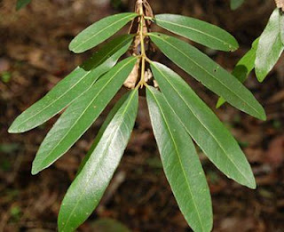 The Green Concept..: ARJUN TREE