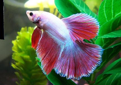 Poze cu ......: POZE CU PESTI EXOTICI