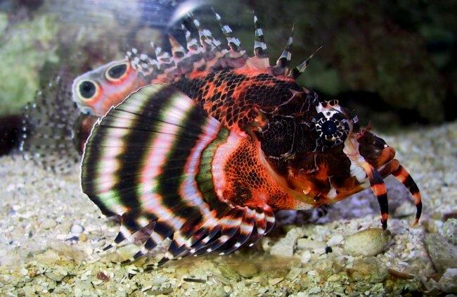 Poze cu ......: POZE CU PESTI EXOTICI