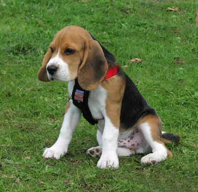 Poze cu ......: POZE CU CAINI SI CATEI