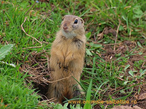 Poze cu ......: POZE CU ANIMALE