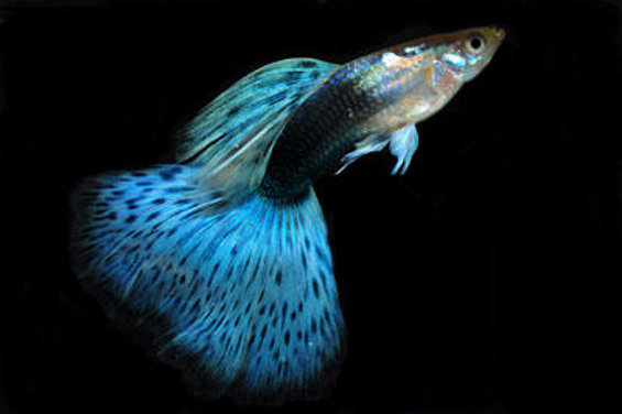 Poze cu ......: POZE CU PESTI EXOTICI