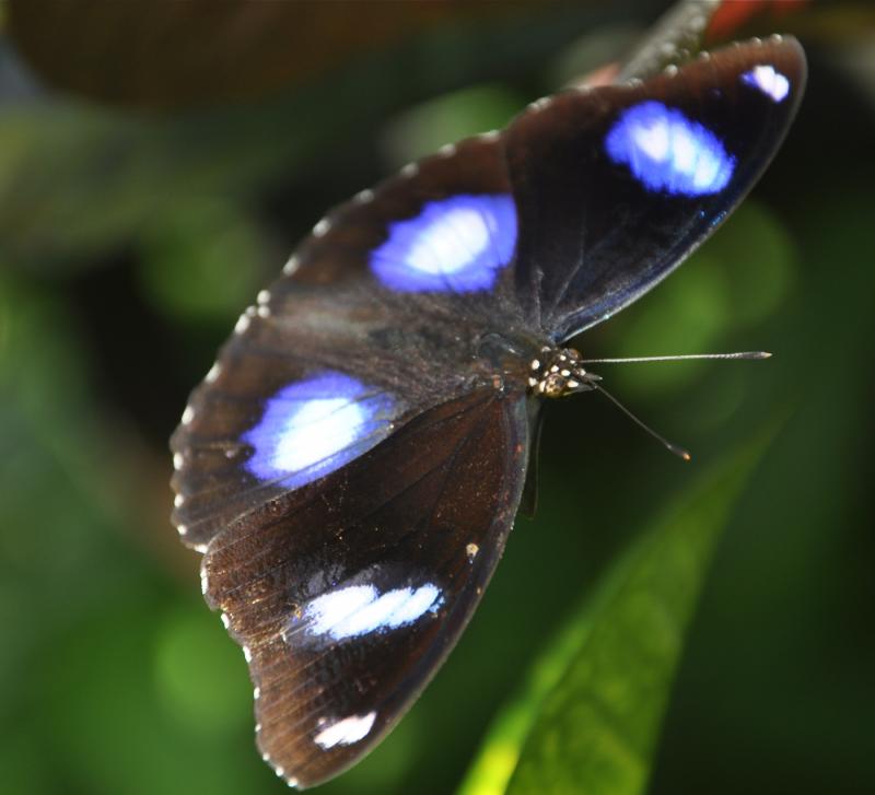 Poze cu ......: POZE CU FLUTURI EXOTICI