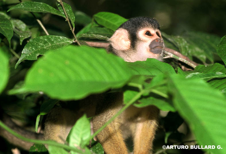 El Mono Ardilla Está de Luto : Viajes, Fotografía y Más