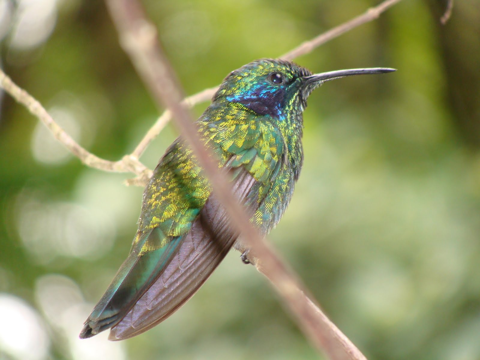 Sharon's Souvenirs: Hummingbirds at Monteverde, Costa Rica