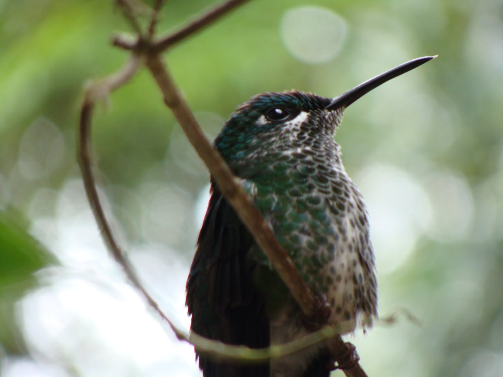 Sharon's Souvenirs: Hummingbirds at Monteverde, Costa Rica