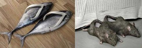 Some really weird shoes ~ Interior design