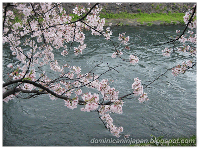 Life in Japan: Spring in Japan