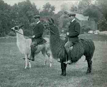 The Daily Llama: Riding into the sunset.