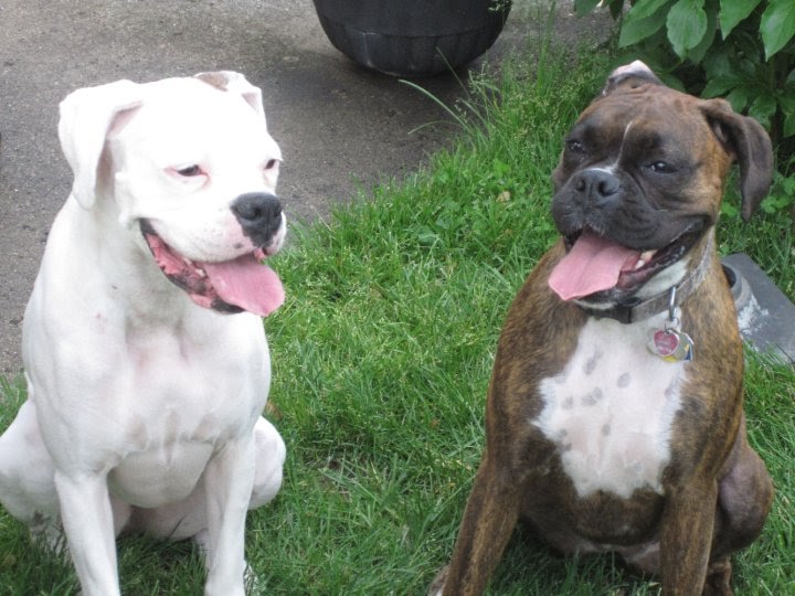 ~Living Life To It's Fullest~: White Boxer Myths