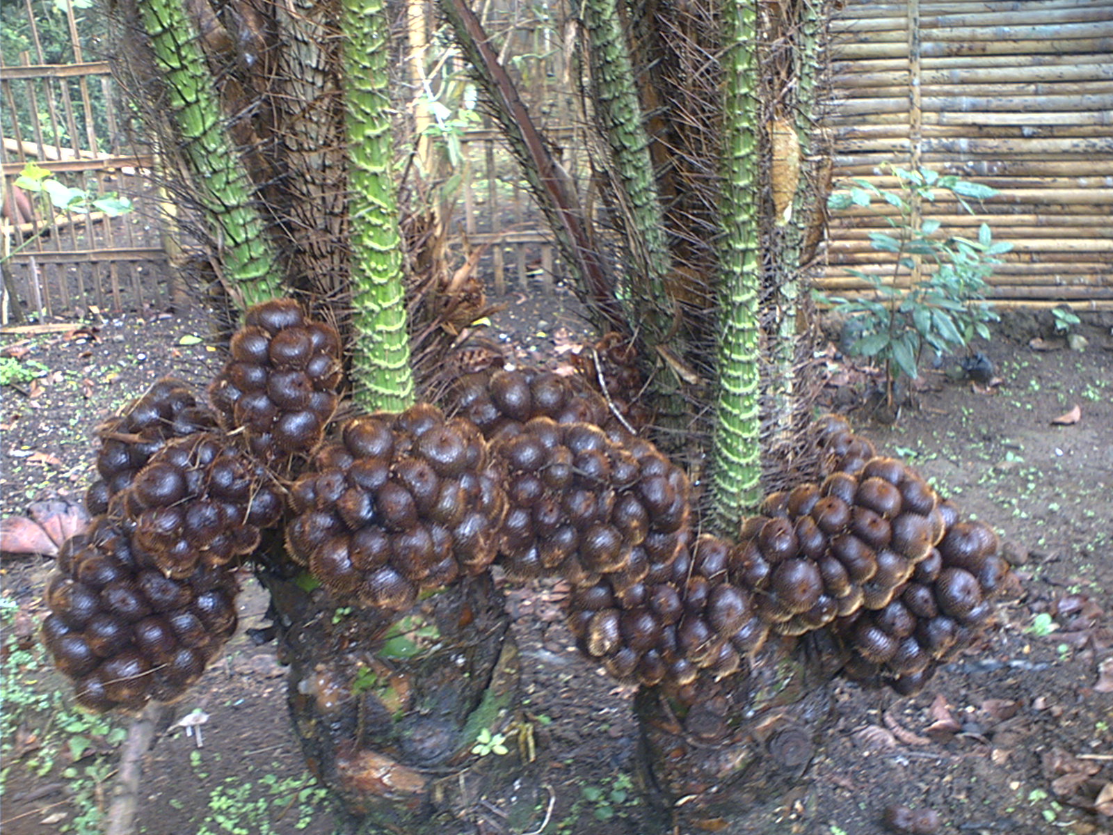 JAGA JAGAD ALAM SEMESTA: Salak Pondoh