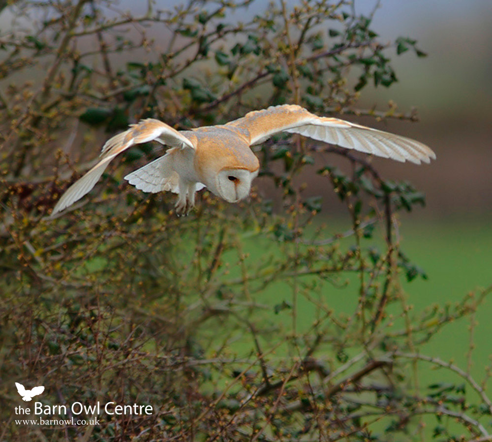Barn Owl Centre: October 2010
