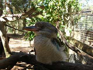 Australien 2009: Australische Tiere