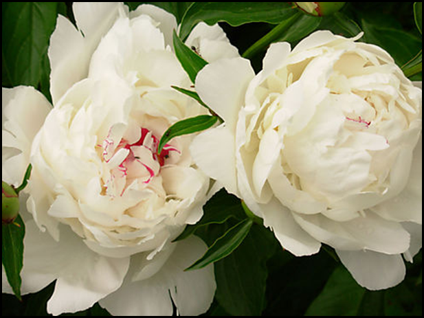 Cottage Country - Ontario, Canada: Pretty Peonies are the perfect ...