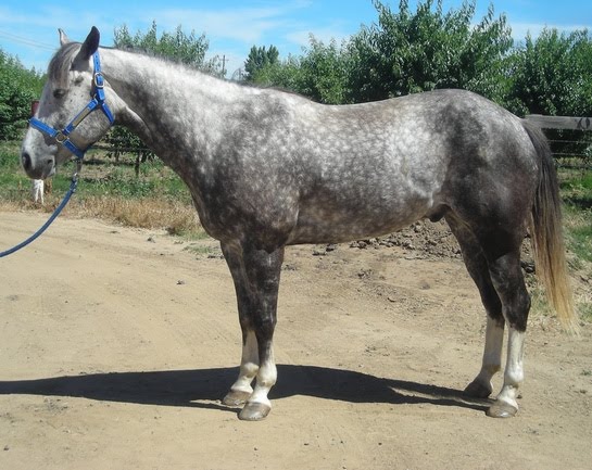 Dees Livestock: Flashy AQHA Dapple Grey Gelding For Sale