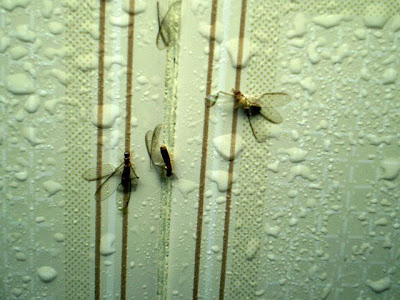 FRANZ-JOSEF: Combate ao Siriri (Futuro Cupim)