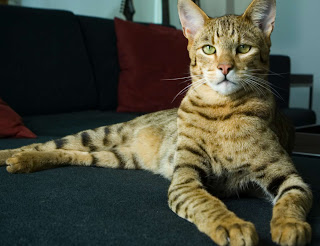 Furry Feline Thoughts: Allerca (Ashera GD/ Chaka GD)