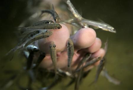 The Fish Factory Spain: Garra Rufa (aka Doctor Fish) have arrived on ...