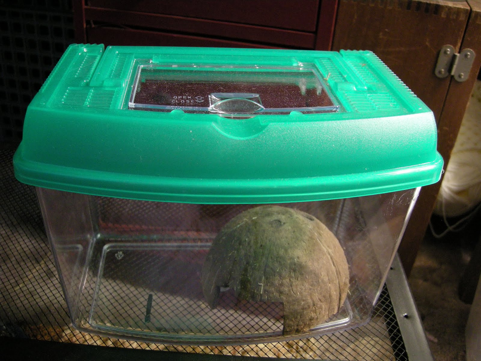 Bugs N Things: Tarantulas as pets and how to care for them